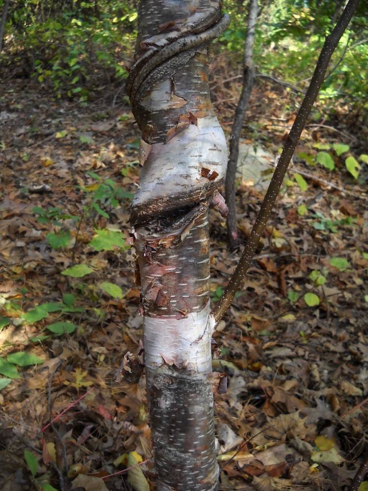 paper birch