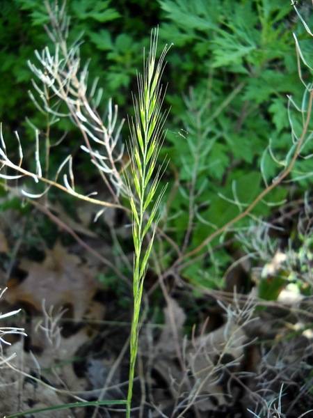 rat-tail six-weeks grass
