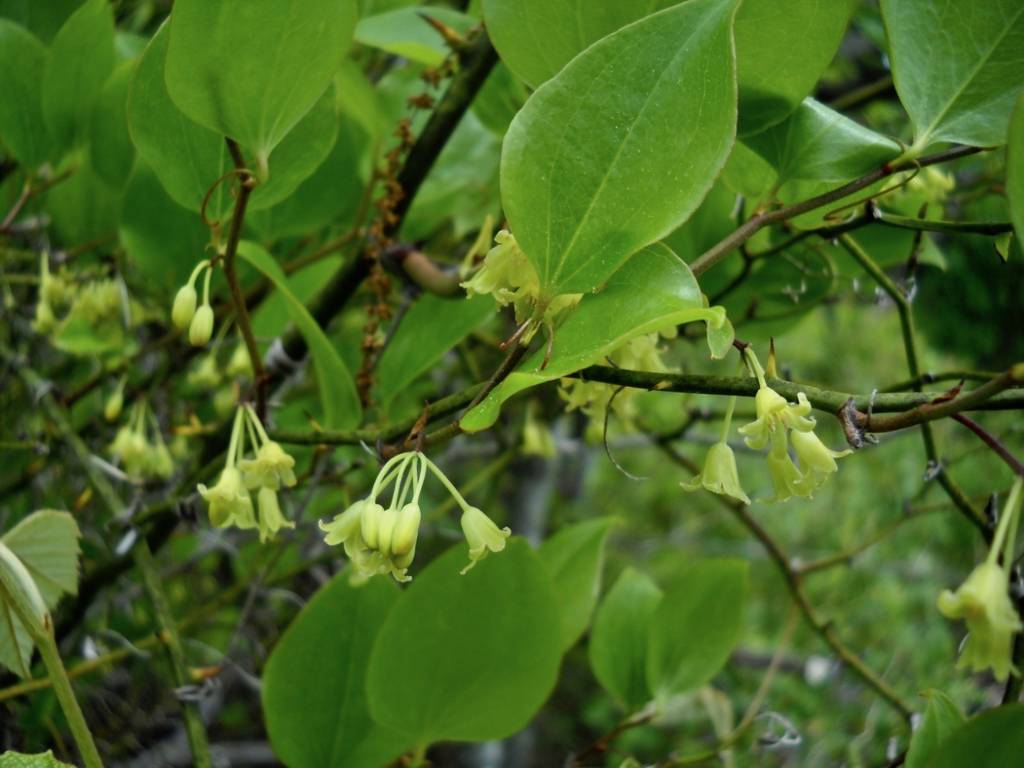 roundleaf greenbrier