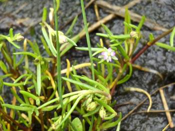 saltmarsh sand-spurry
