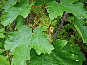 sycamore maple